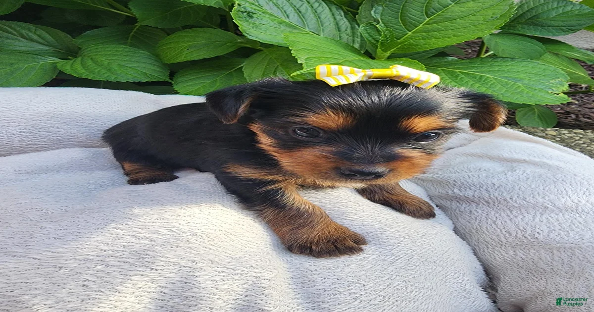 Yorkshire Terrier Puppies for sale in Sacramento, California ...