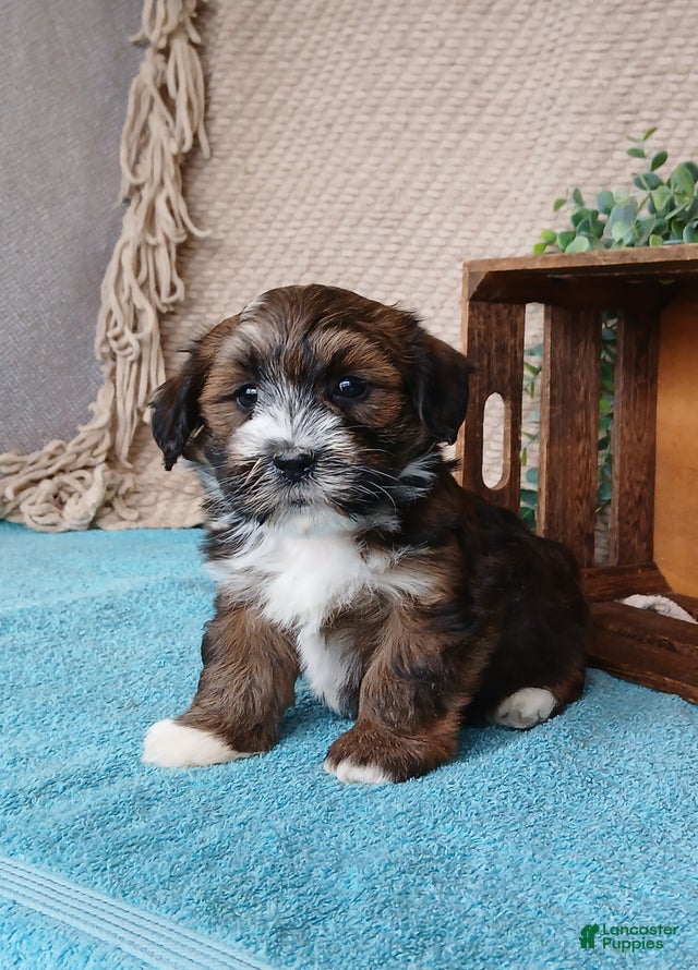 Fern for sale in New Holland | Lancaster Puppies