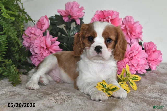 Banjo Cavalier King Charles Spaniel for sale in Plymouth | Lancaster ...