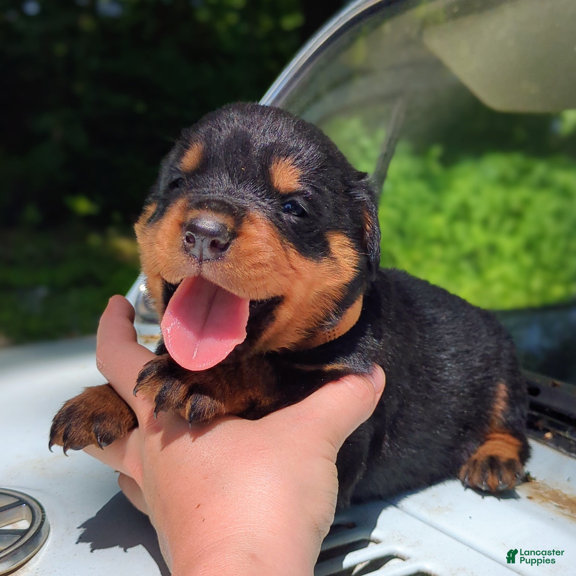 Hemi Rottweiler for sale in Nappanee | Lancaster Puppies