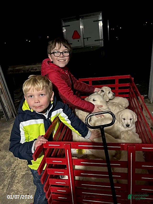 Matthew for sale in Littlestown | Lancaster Puppies