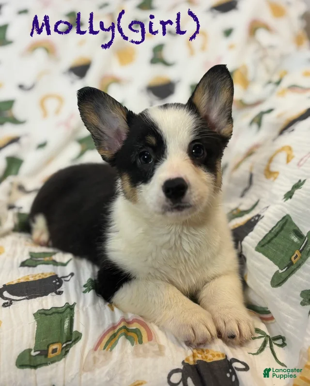 Molly American Corgi for sale in Lake Station | Lancaster Puppies