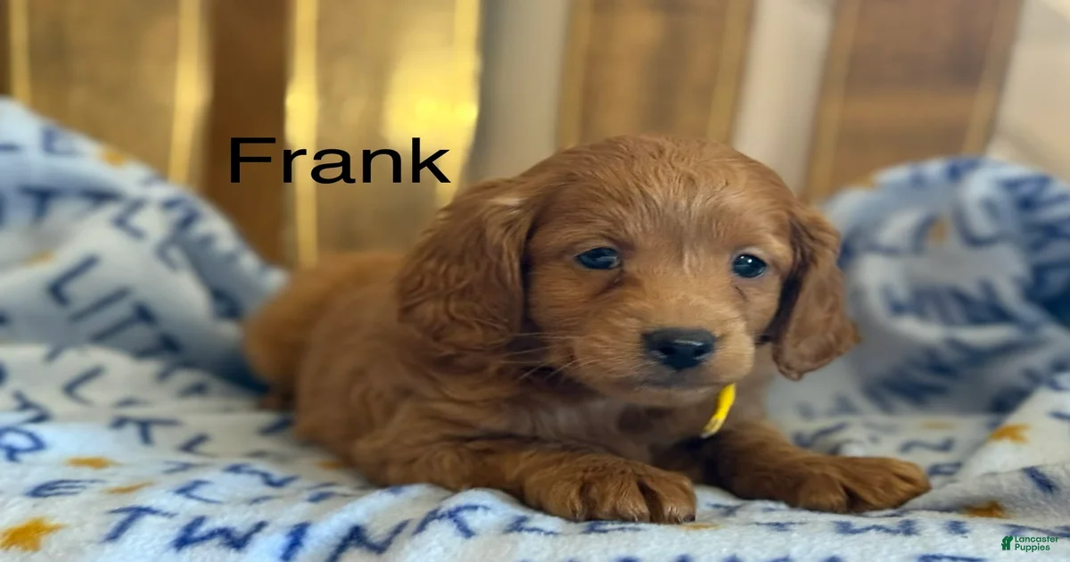 Frank Cavapoo for sale in Dundee | Lancaster Puppies