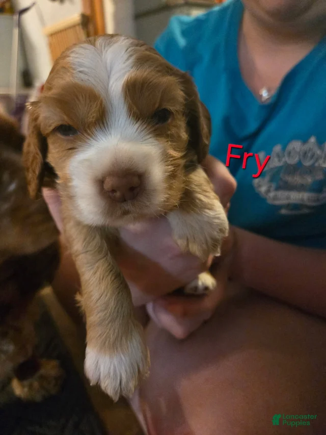Frye Cocker Spaniel for sale in Limington | Lancaster Puppies