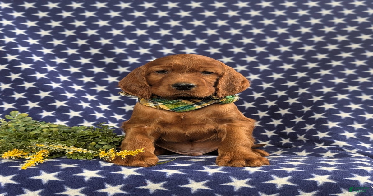 Derek for sale in Bird in Hand | Lancaster Puppies