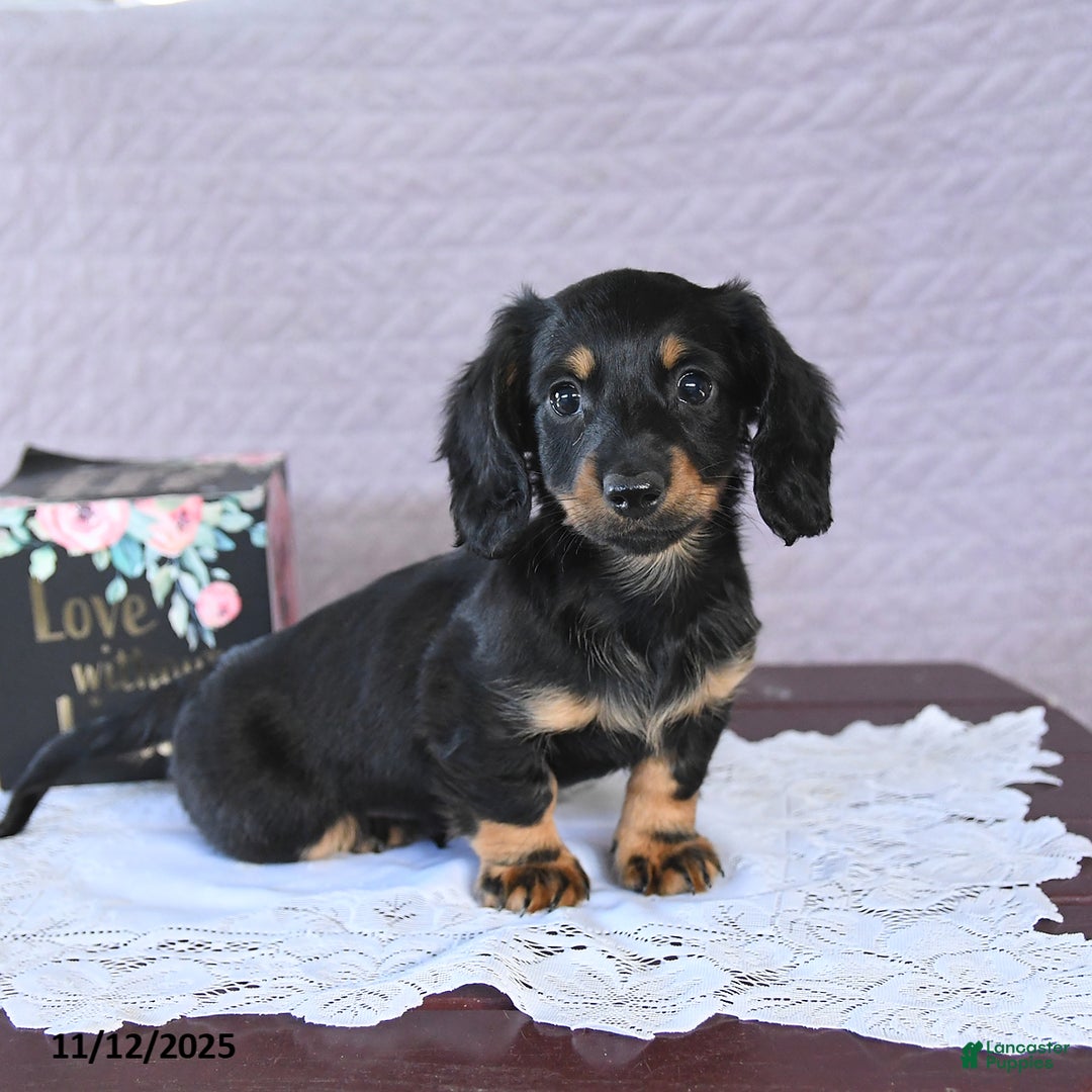 Nash for sale in Dover | Lancaster Puppies