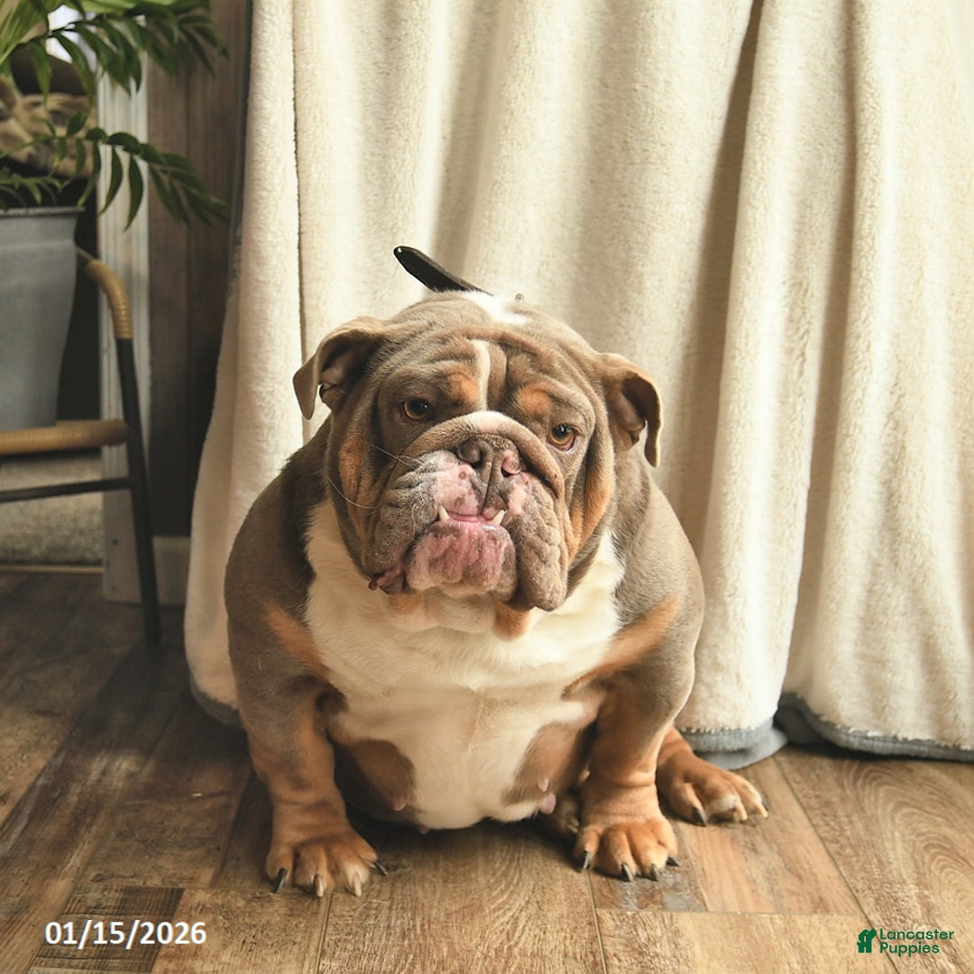 Masie for sale in Lebanon | Lancaster Puppies