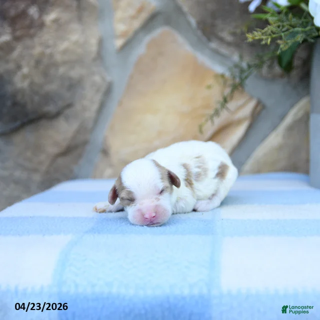 Fancy Cavapoo for sale in East Earl | Lancaster Puppies