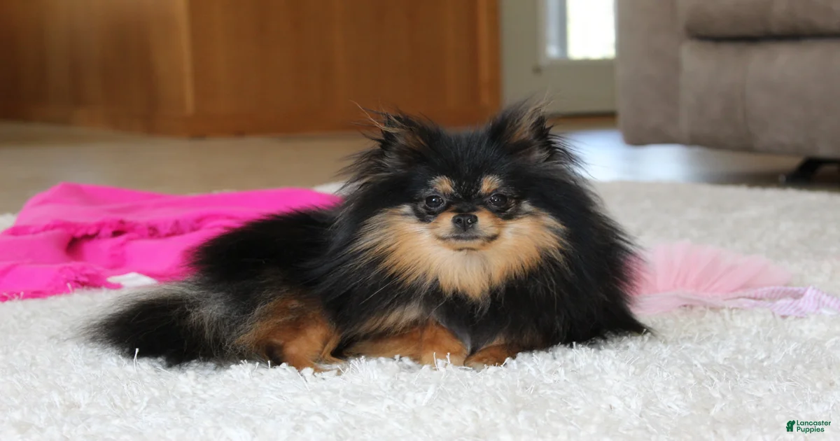 Teacup Pomeranian Puppies for sale | Lancaster Puppies