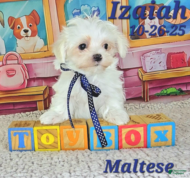 Izaiah for sale in Rolla | Lancaster Puppies