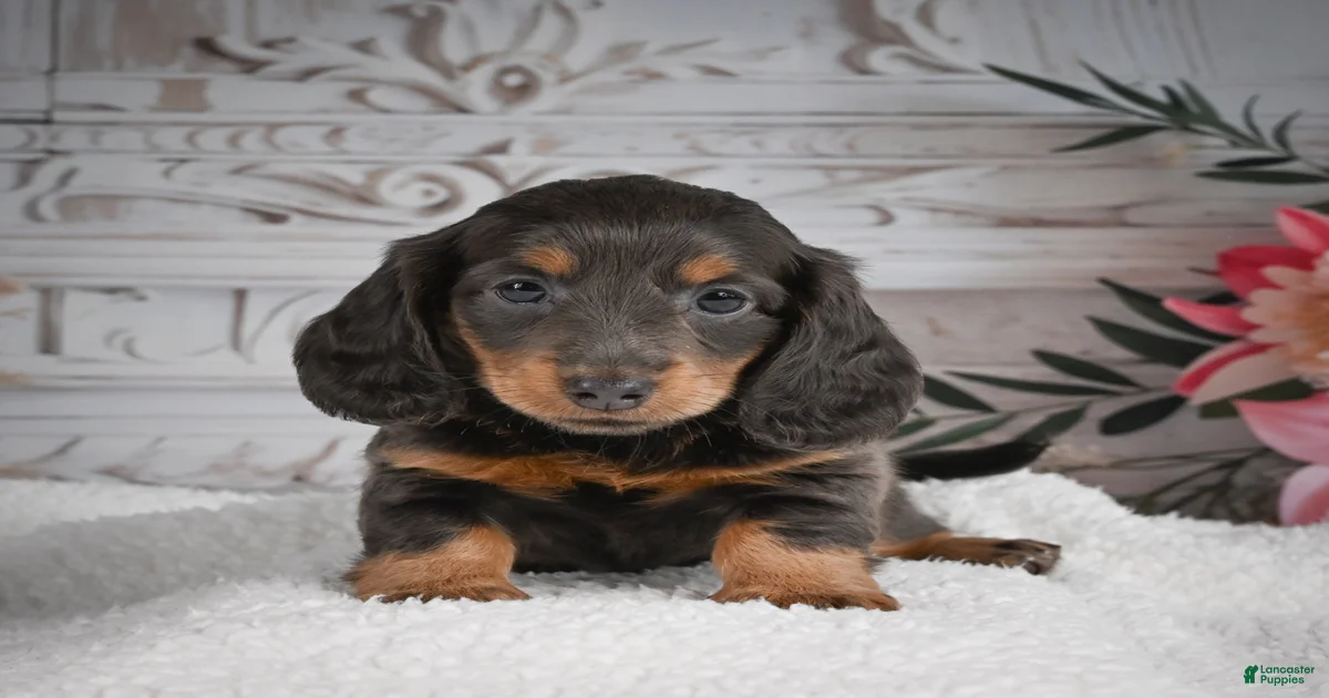 Miniature Dachshund Puppies for sale in Morgantown, West Virginia ...