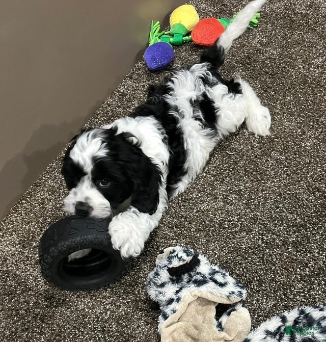 Milo for sale in Dover | Lancaster Puppies