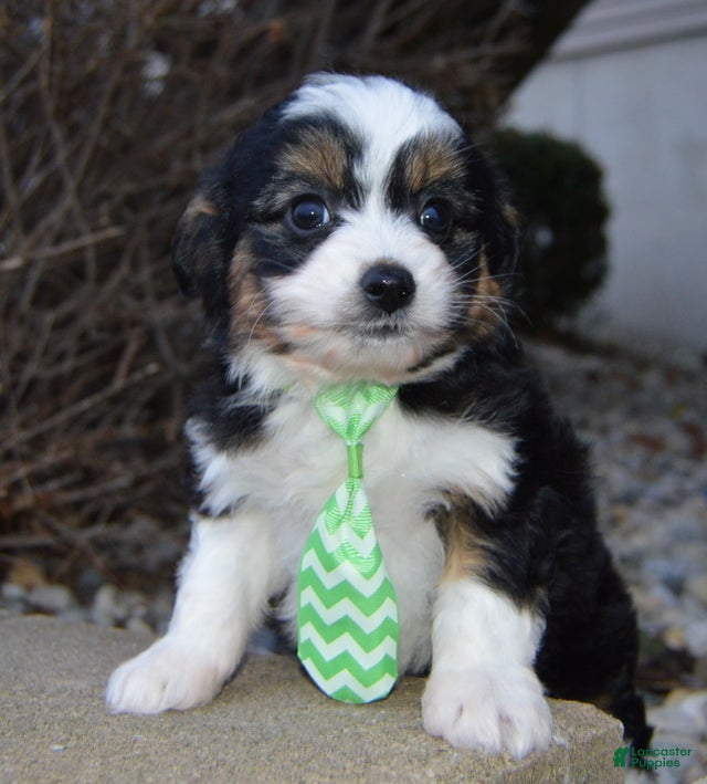 Mini Arlo for sale in Celina | Lancaster Puppies