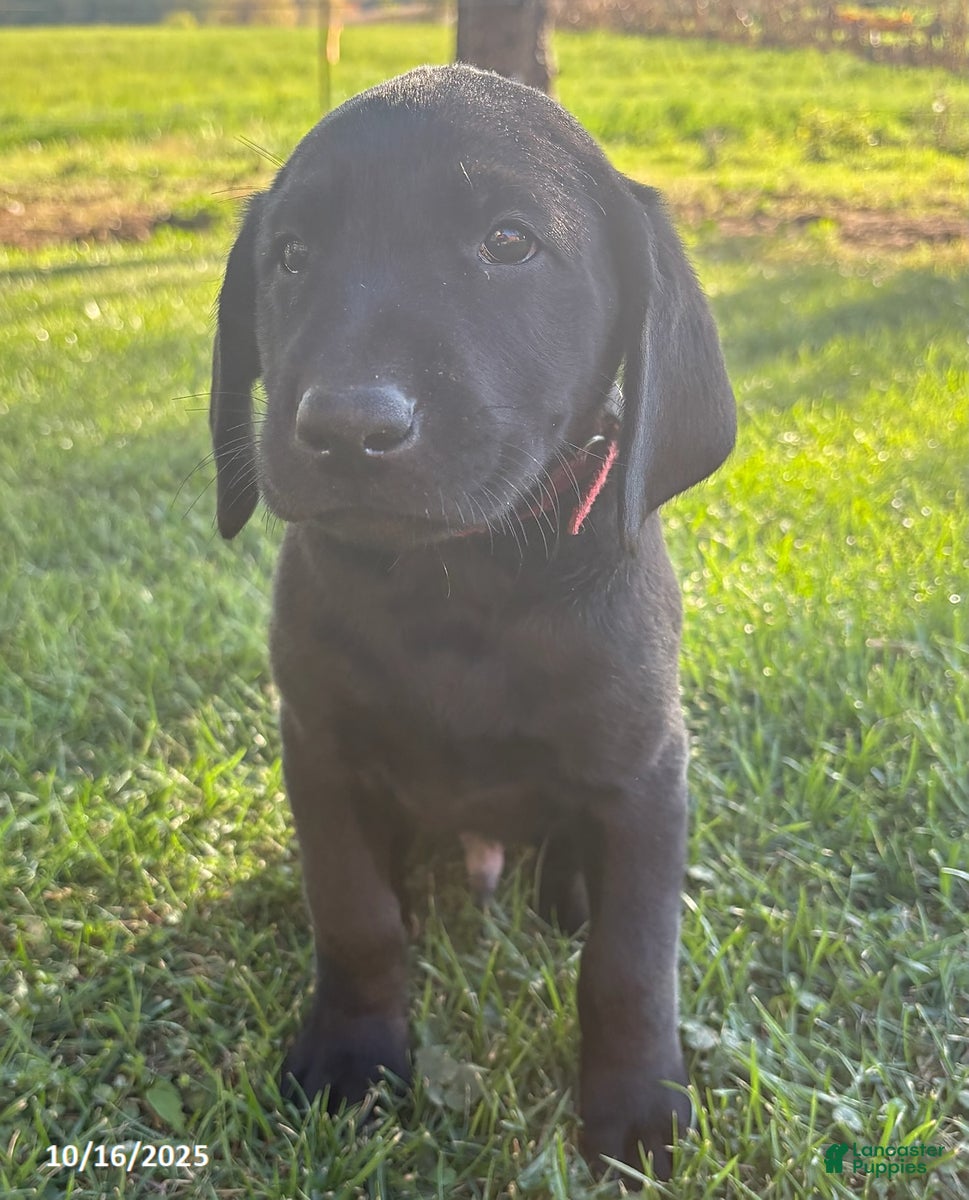 Yellow Labrador Retriever Puppies for sale | Lancaster Puppies