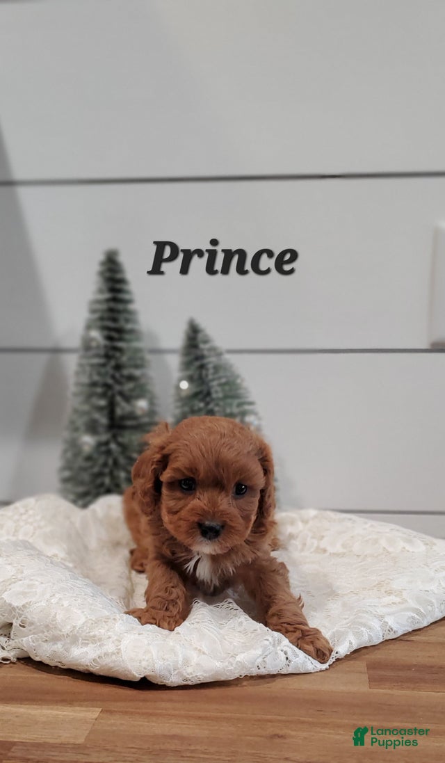 Prince for sale in Penn Yan | Lancaster Puppies