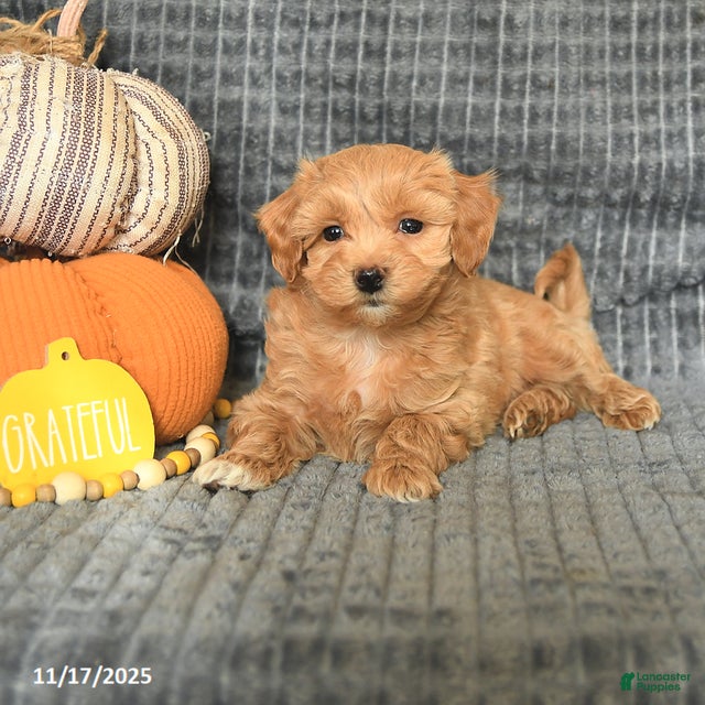 Tinker for sale in Dornsife | Lancaster Puppies