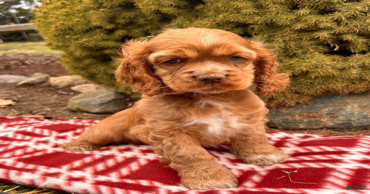 Zacky for sale in Middlebury | Lancaster Puppies