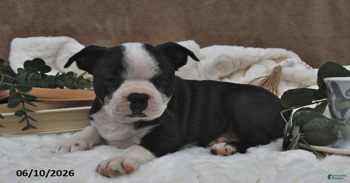 Puppies for sale in New York | Lancaster Puppies