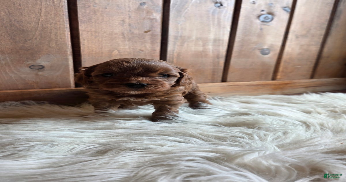 Jasper for sale in Newburg | Lancaster Puppies