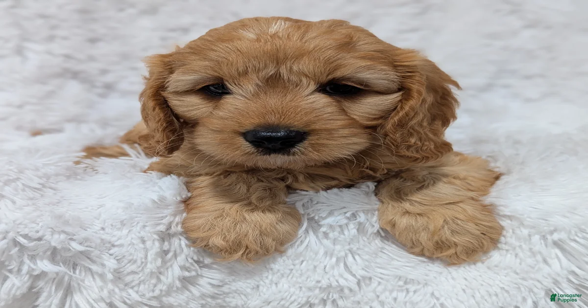 Kobie Cavapoo for sale in Sugarcreek | Lancaster Puppies