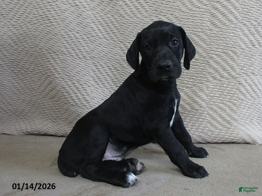 Nicholas German Shorthaired Pointer for sale in Columbia Cross Roads ...