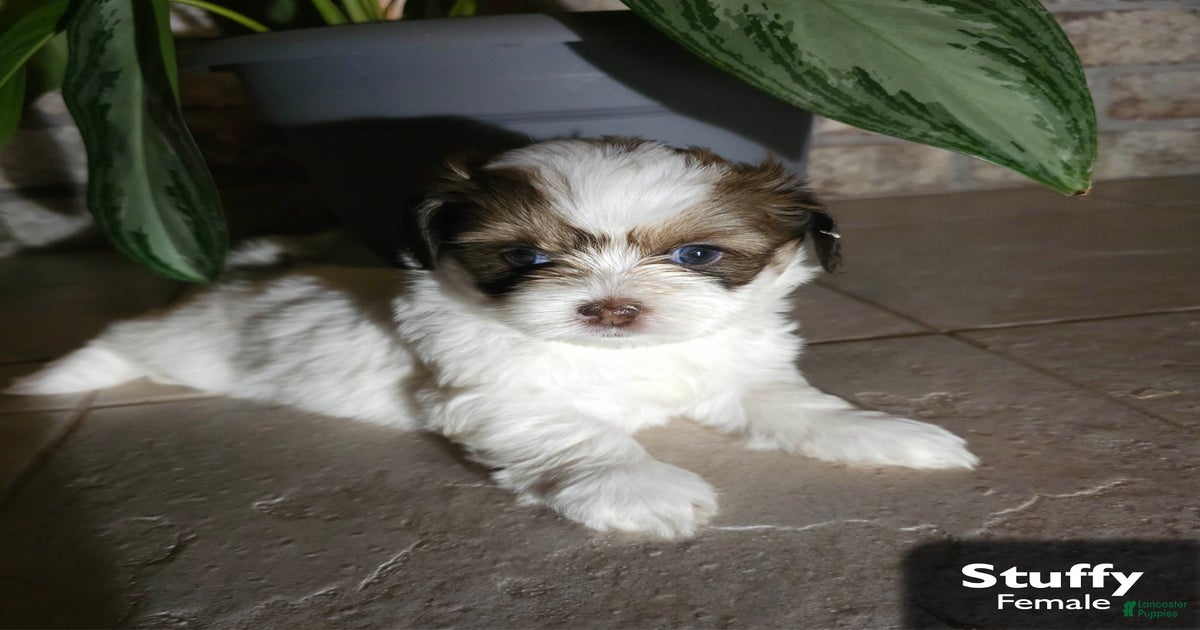 Stuffy for sale in Newmanstown | Lancaster Puppies