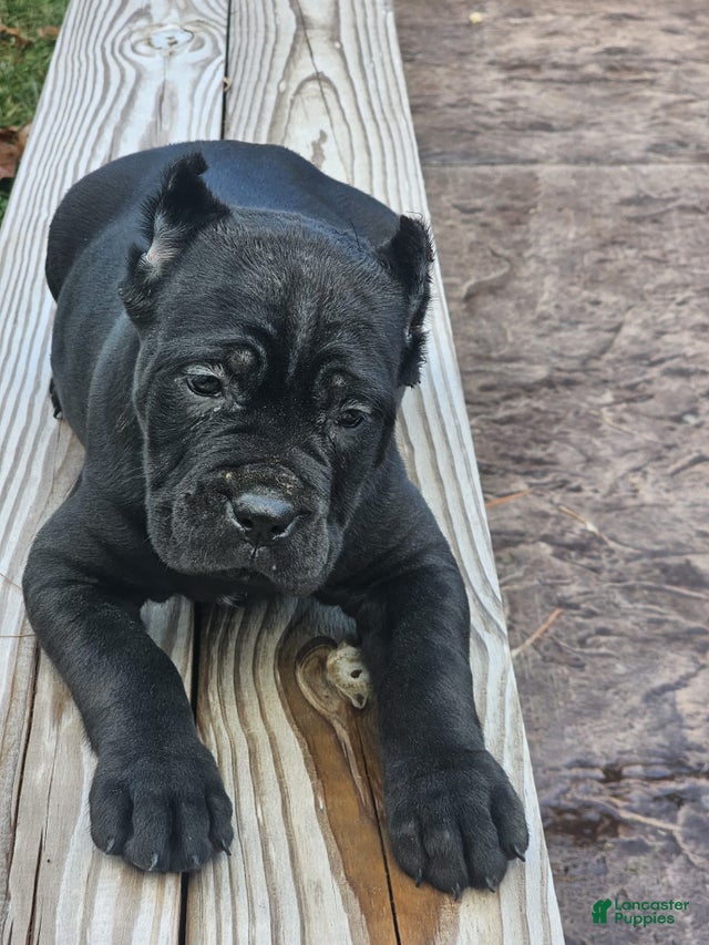 GRACE for sale in Bridgeton | Lancaster Puppies