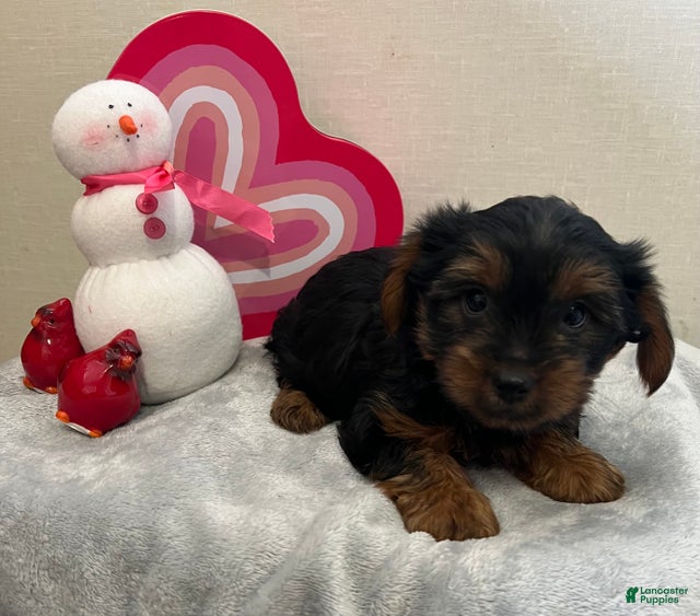 Liam for sale in Wawaka | Lancaster Puppies