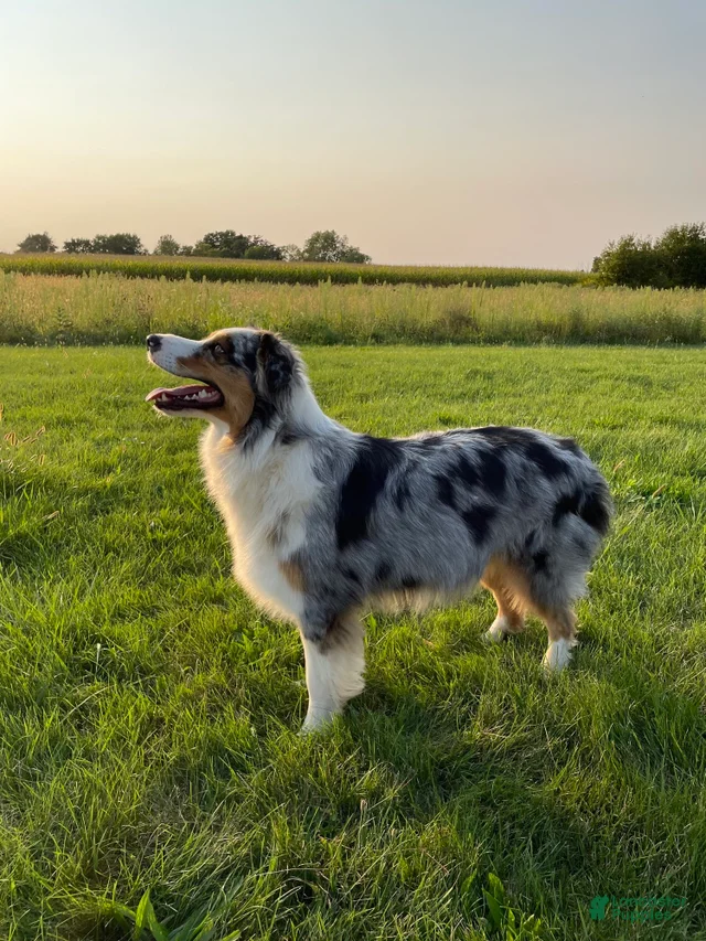 Samson Australian Shepherd for sale in Russia | Lancaster Puppies