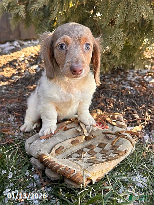 Henry for sale in Middlebury | Lancaster Puppies