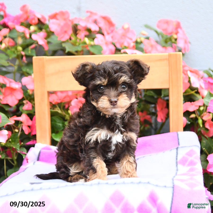 Chipoo Puppies for sale | Lancaster Puppies