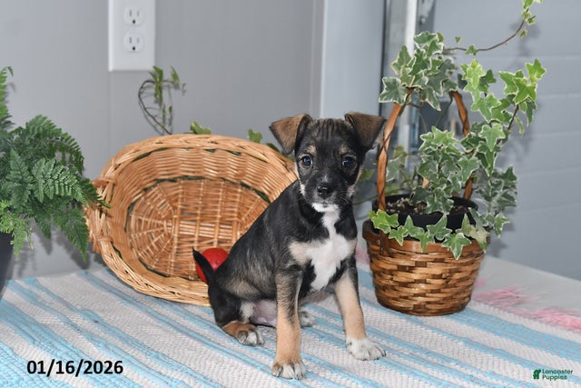 Tinker for sale in Beach City | Lancaster Puppies