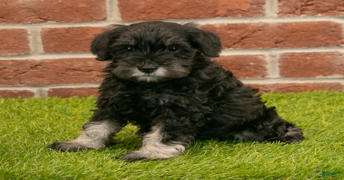 Miniature Schnauzer Puppies for sale in Ohio | Lancaster Puppies