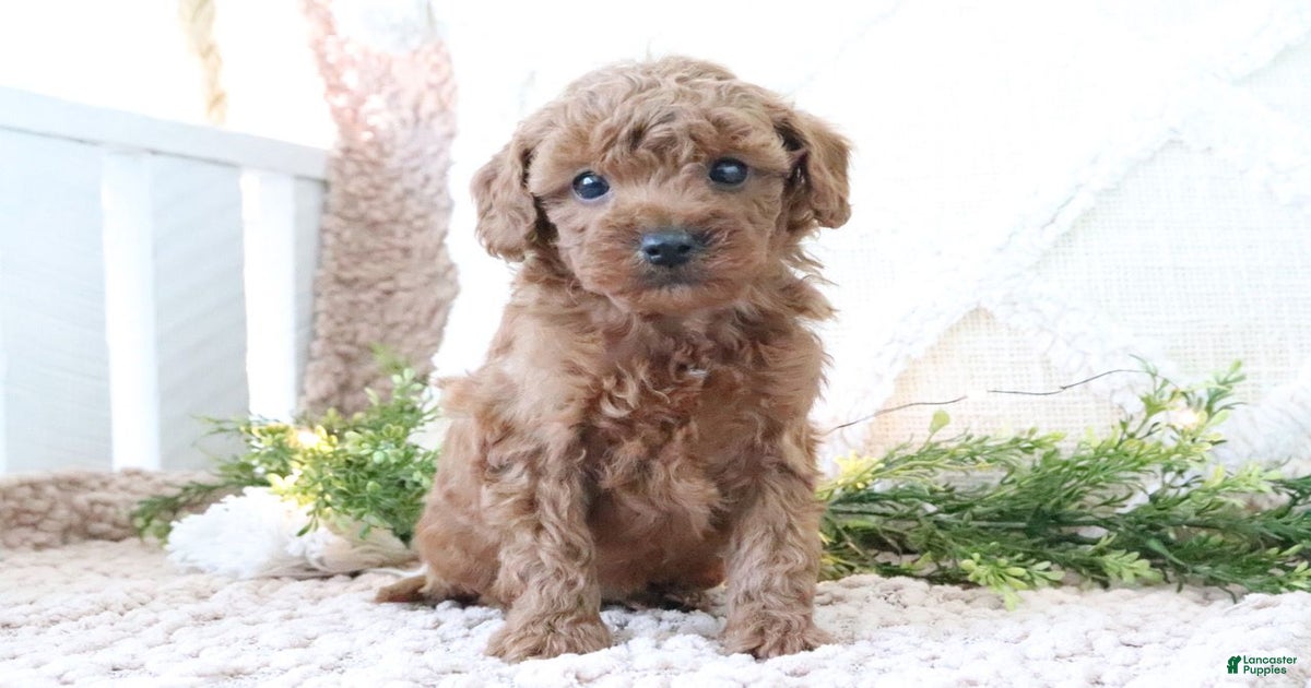 Jimmy for sale in Canton | Lancaster Puppies