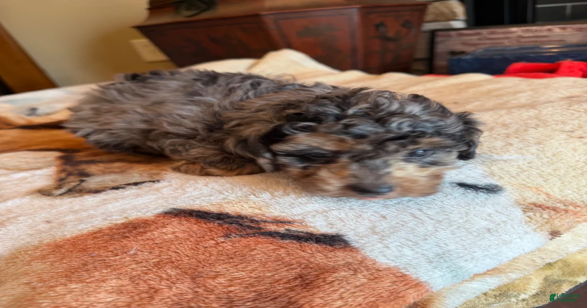 With docked tail Miniature Poodle Puppies for sale | Lancaster Puppies