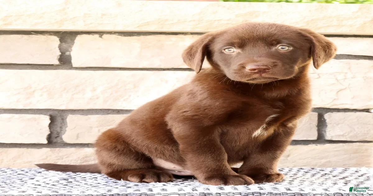 Black lab Labrador Retriever Puppies for sale | Lancaster Puppies