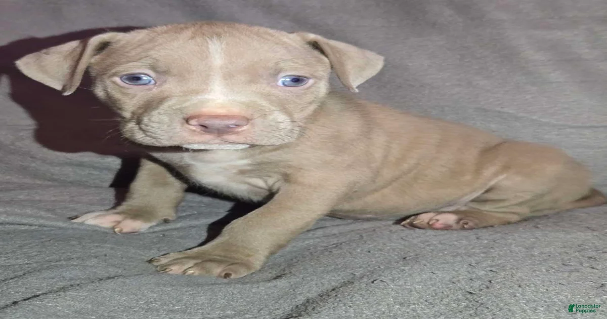 American Pit Bull Terrier Puppy 1 for sale in Elsie | Lancaster Puppies