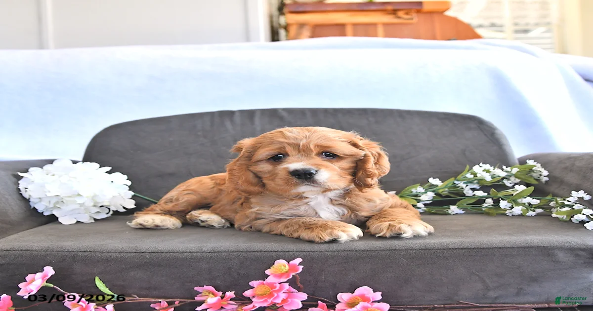 Winston English Cocker Spaniel for sale in Etna Green | Lancaster Puppies