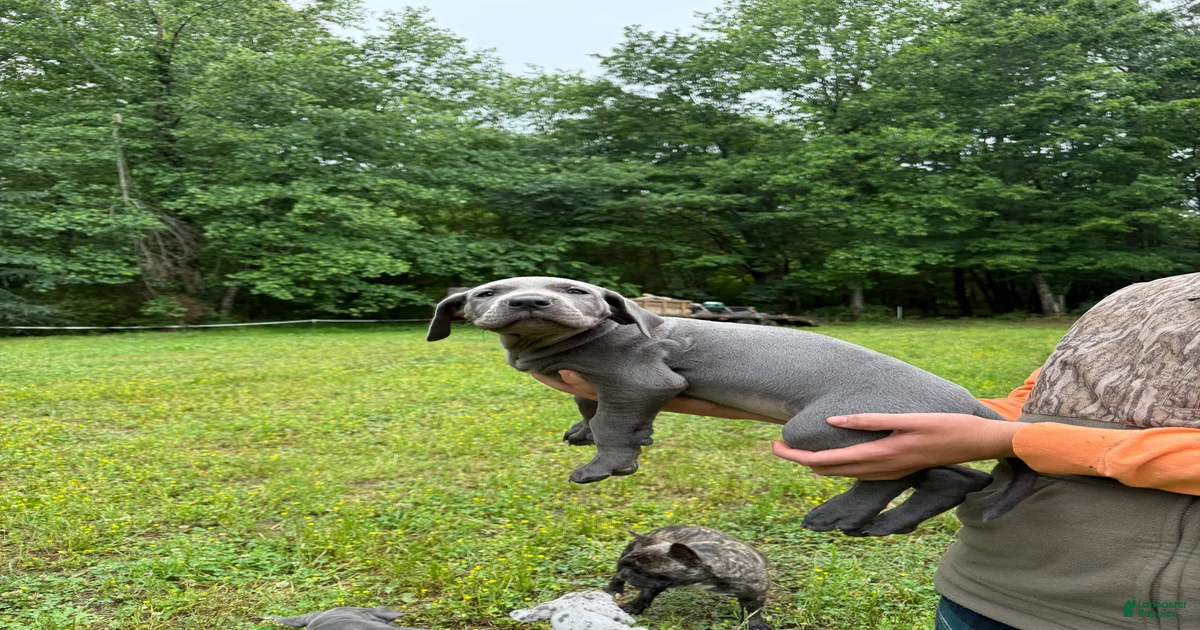 Great Dane Puppy 5 Great Dane for sale in Henderson | Lancaster Puppies