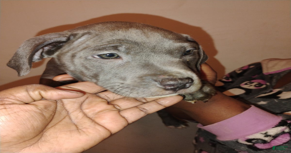 Bunny for sale in Chicago | Lancaster Puppies