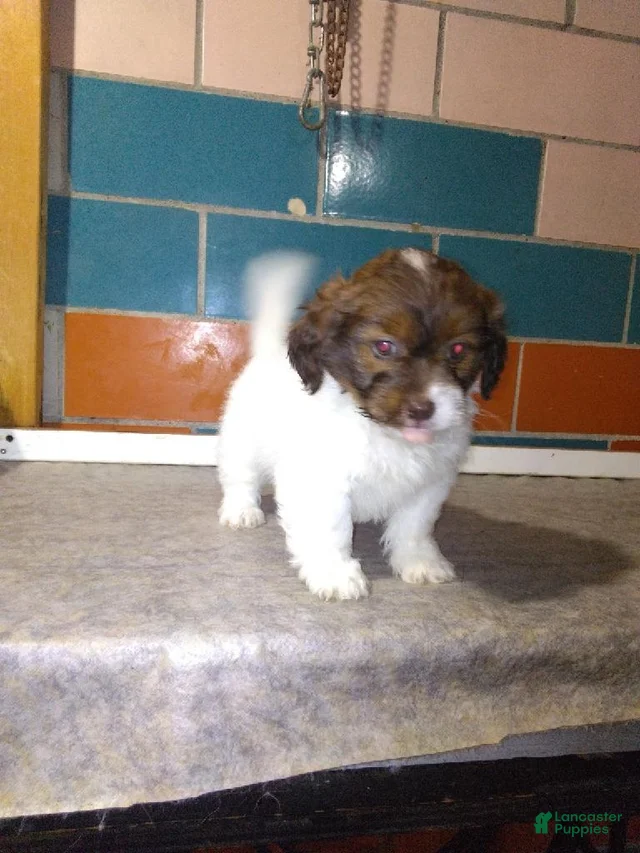 Maggie Shihpoo for sale in Ocean Township | Lancaster Puppies