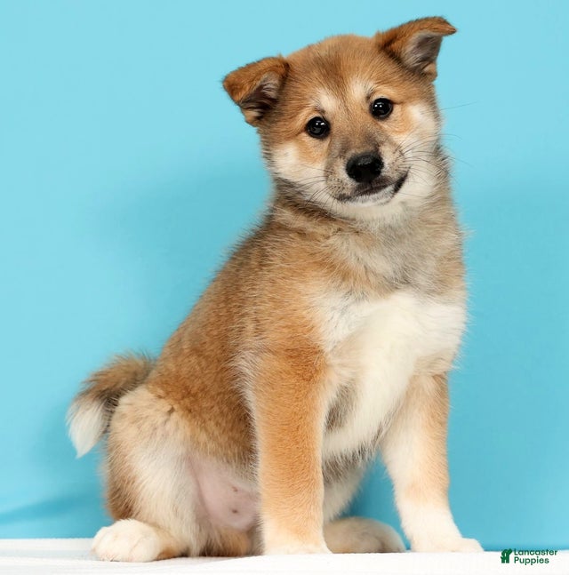 Jasper for sale in Fresno | Lancaster Puppies