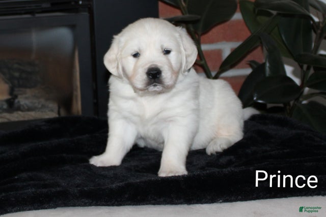 Prince for sale in Reinholds | Lancaster Puppies