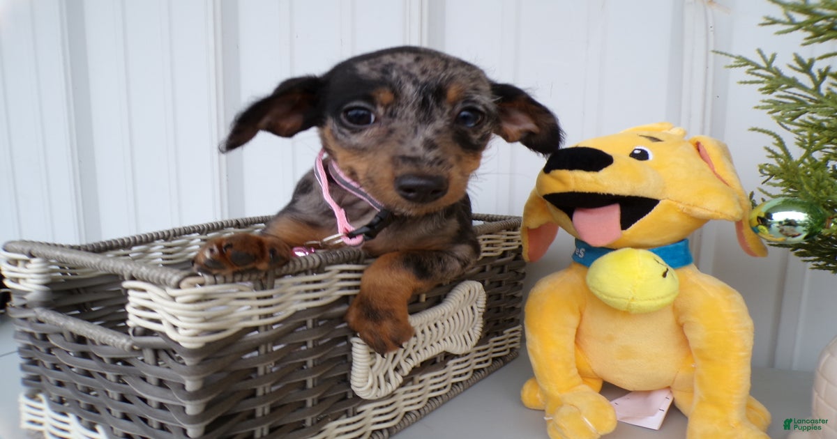 Mixed Breed Puppy 2 Rana for sale in South Bend | Lancaster Puppies