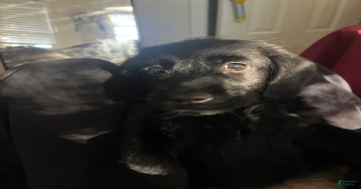 Mixed Breed Puppies for sale under $300 | Lancaster Puppies