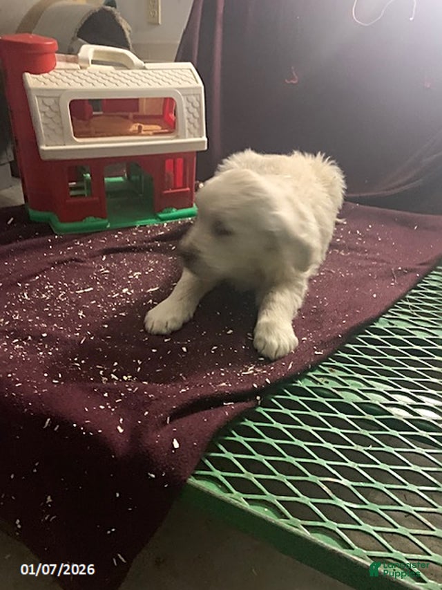 Matthew for sale in Littlestown | Lancaster Puppies