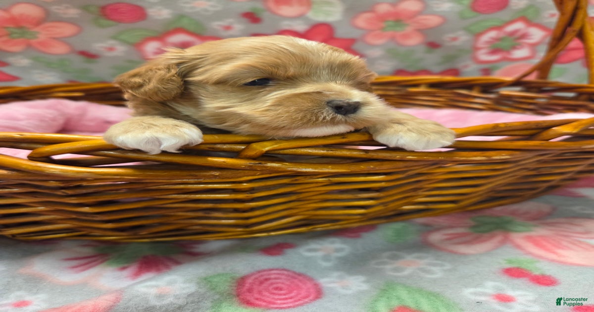Cockapoo Puppy 4 for sale in Greenville | Lancaster Puppies