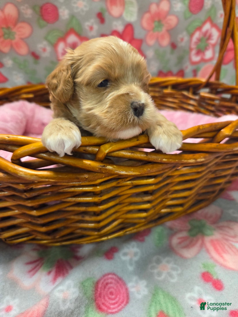 Cockapoo Puppy 4 for sale in Greenville | Lancaster Puppies