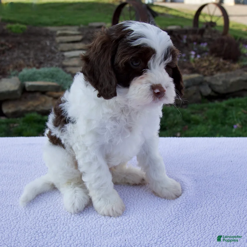 Edison Cavapoo for sale in Dundee | Lancaster Puppies