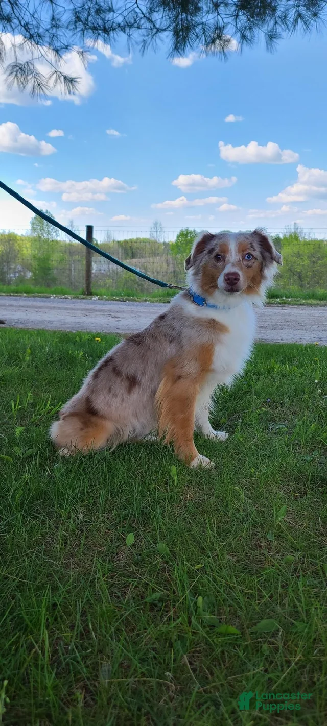 Mini Aussiedoodle Puppy 1 for sale in Baltic | Lancaster Puppies